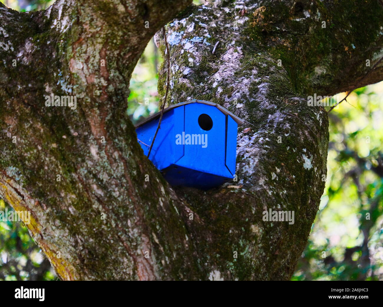 Brightly painted bird house hi-res stock photography and images - Alamy
