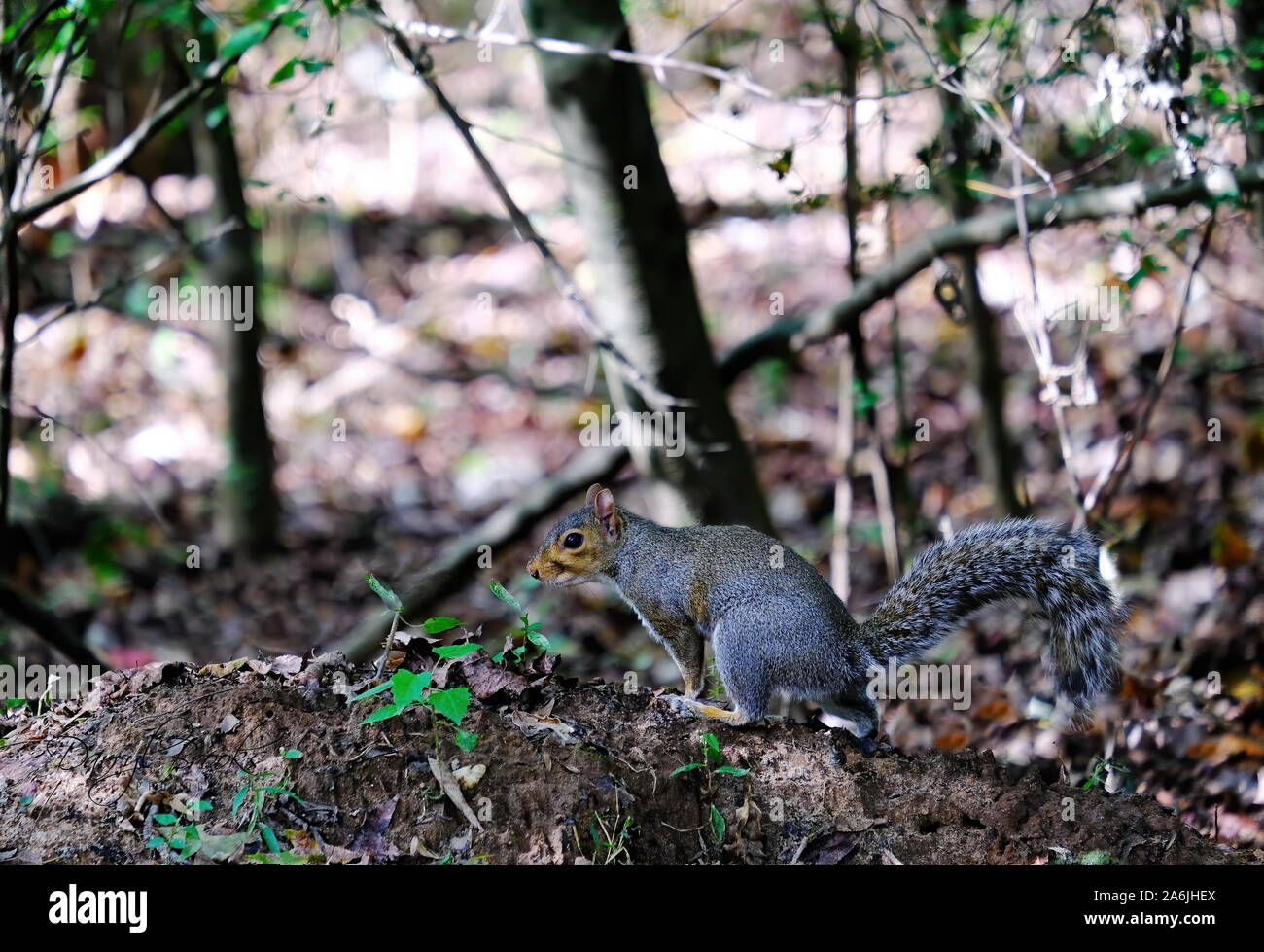 Tree squirrel perch hi-res stock photography and images - Alamy