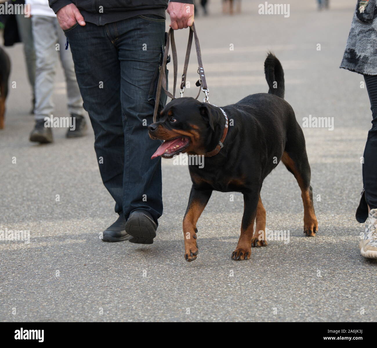 Rottweil, Germany. 27th Oct, 2019. A Rottweiler will be led along a ...