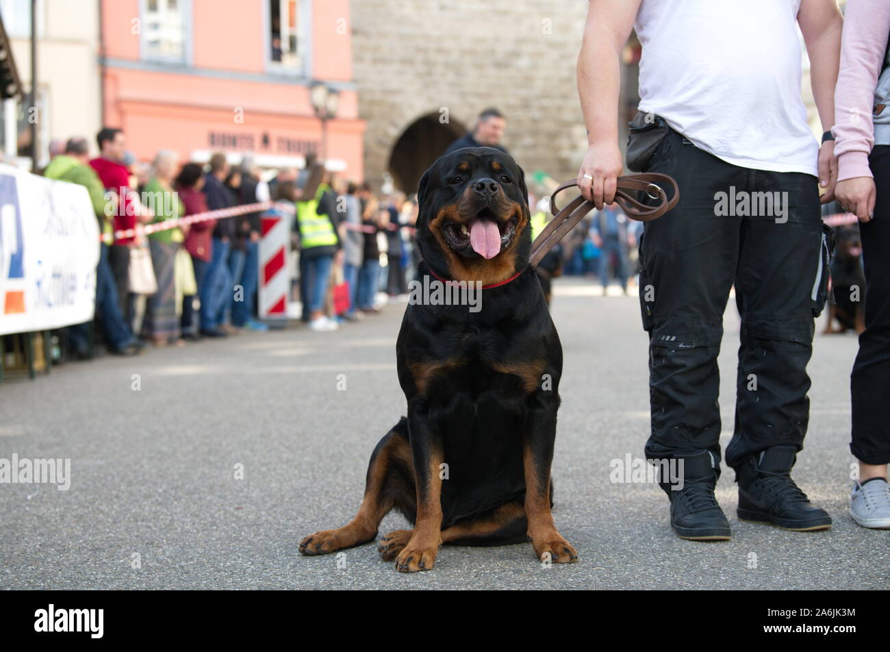 Are Rottweilers Inside Dogs