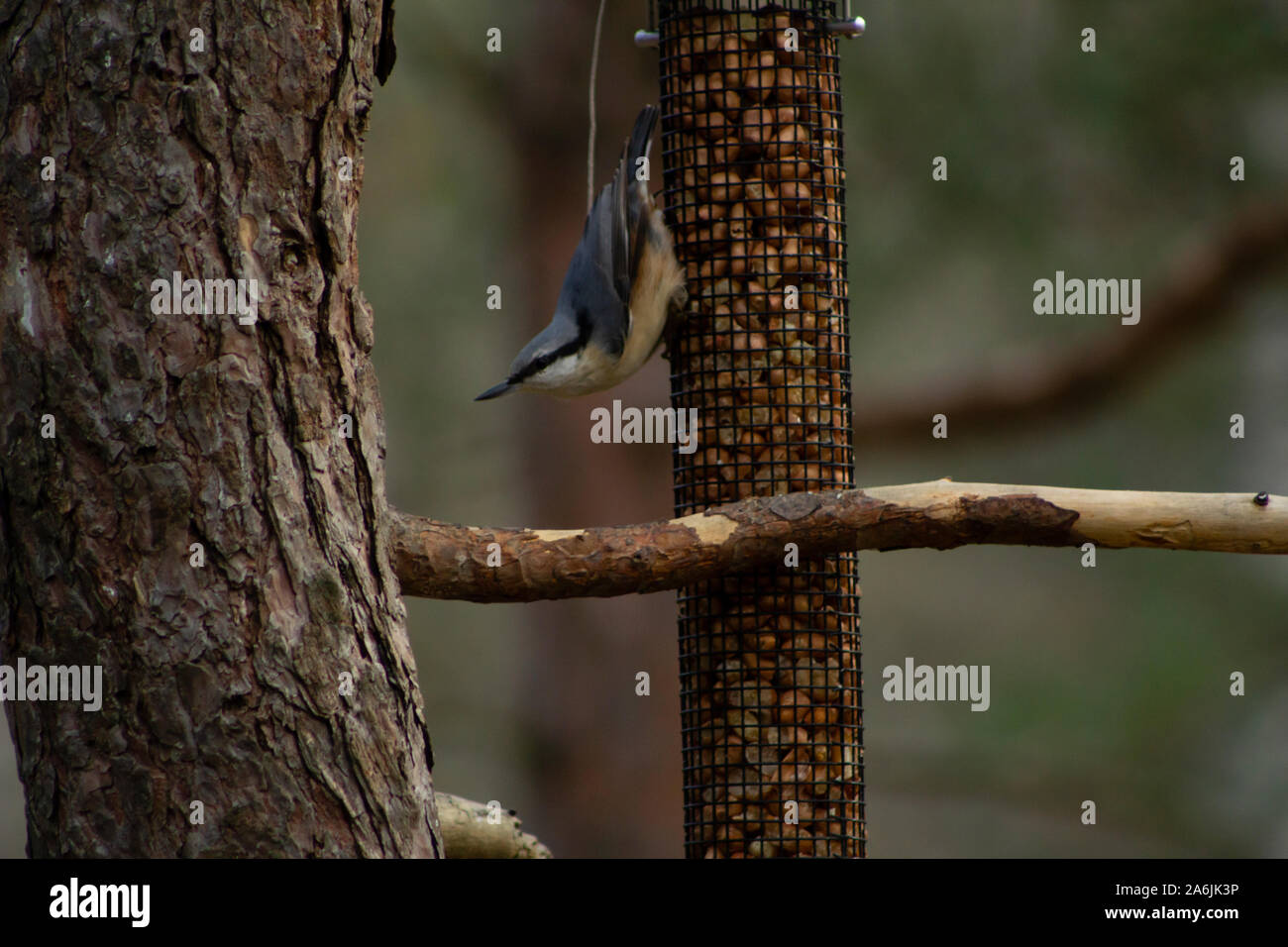 Nuthatch standing upside down on a bird feeder and looks the opposite ... Nuthatch standing upside down on a bird feeder and looks the opposite ...