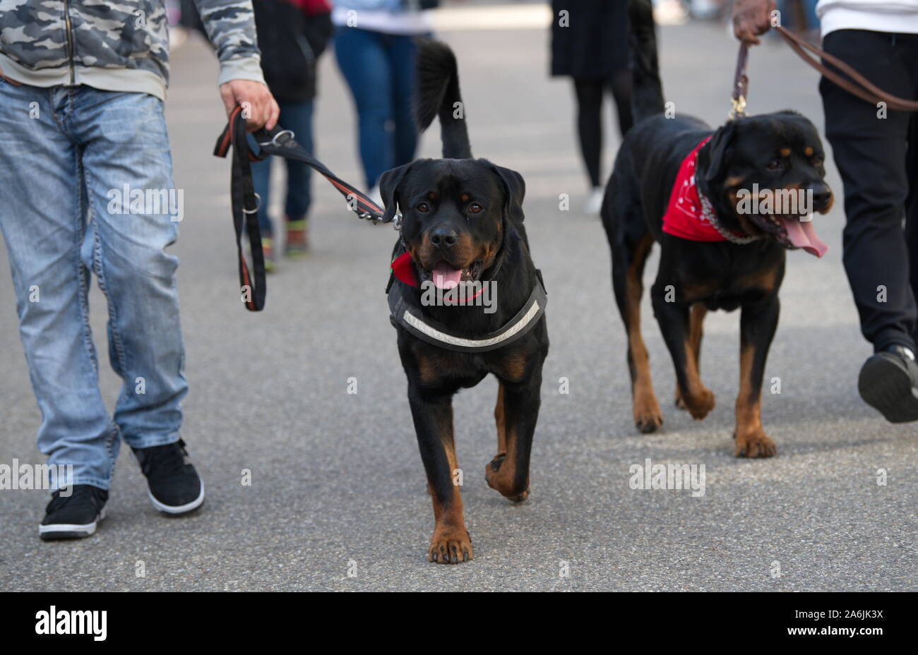 Rottweiler meeting hi-res stock photography and images - Alamy