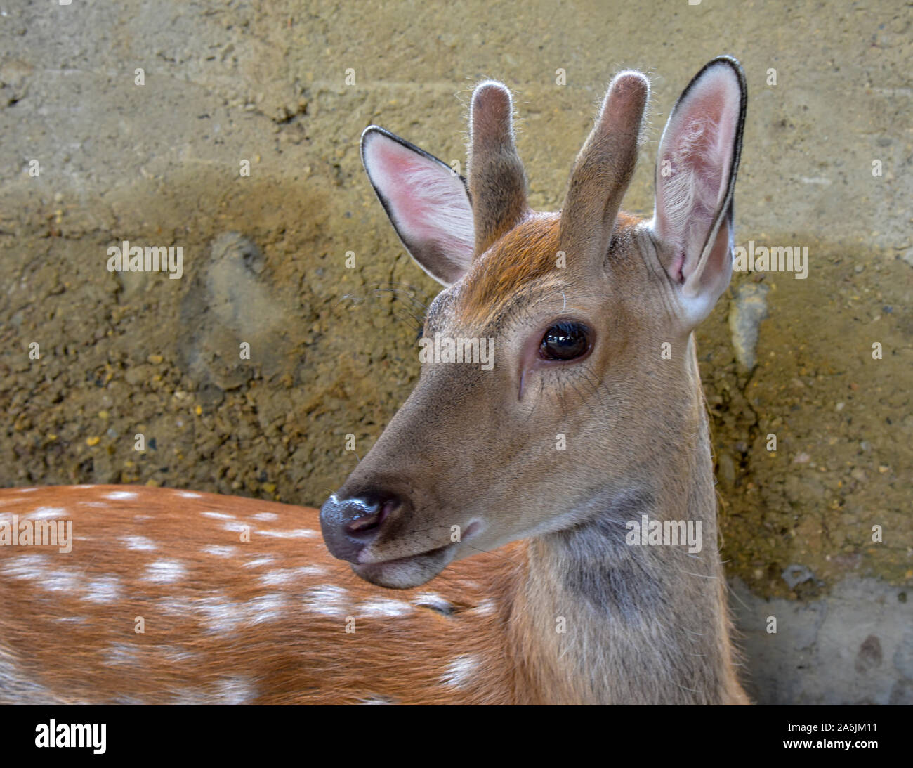 Head with horns and back of deer against a concrete wall Stock Photo ...