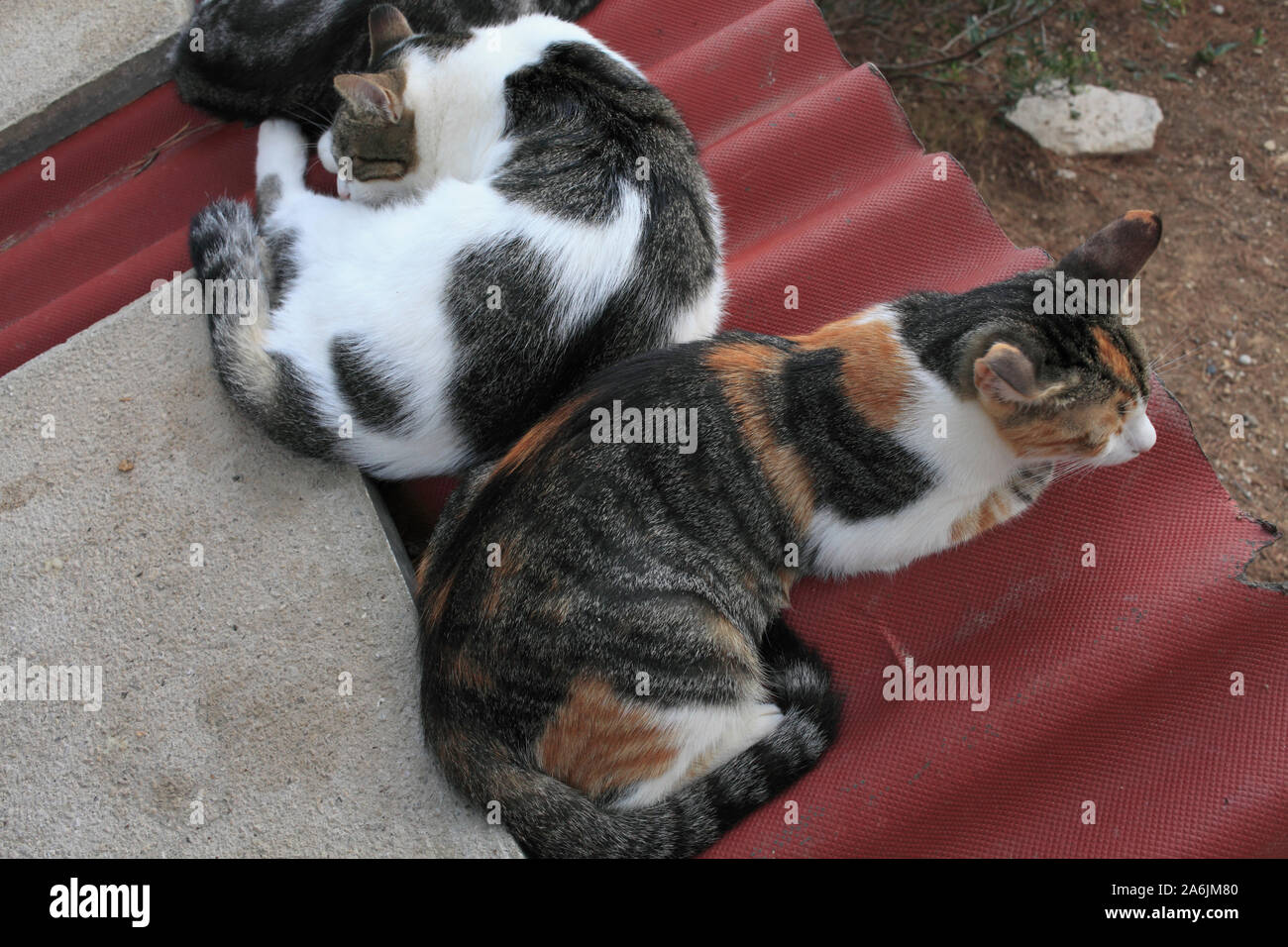 Croatia, Brac, Bol, cats Stock Photo - Alamy