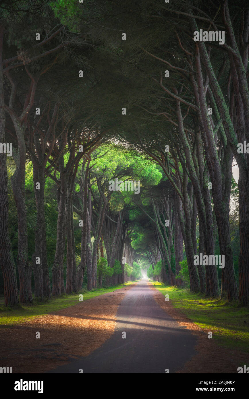 San Rossore and Migliariino park, footpath in pine tree misty forest or ...