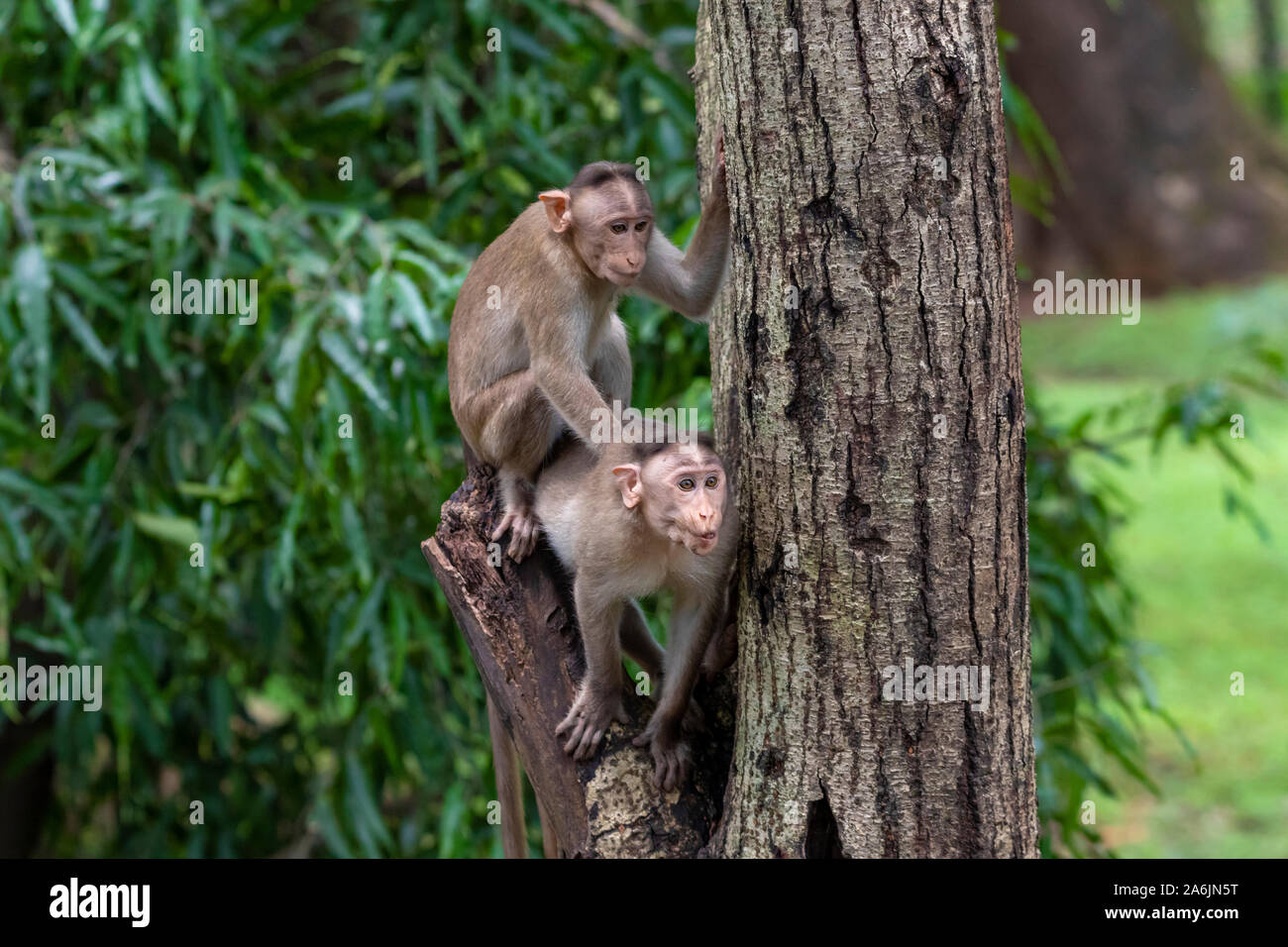 Two monkeys playing on the tree branch in the forest showing emotions ...