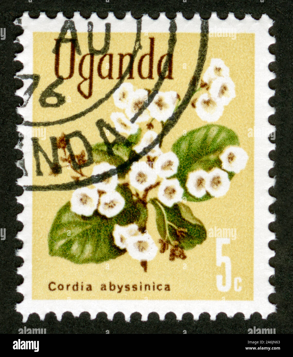 Cordia abyssinica hi-res stock photography and images - Alamy