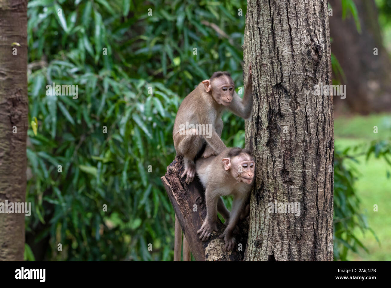 Maharashtra High Resolution Stock Photography and Images - Alamy