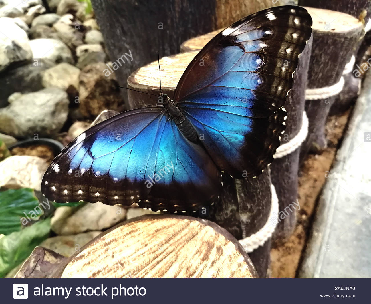 Blue Monarch Butterfly High Resolution Stock Photography and Images - Alamy
