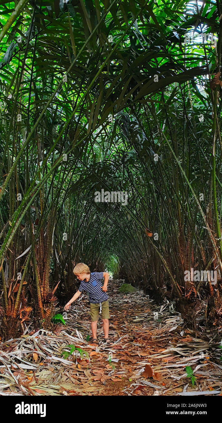 Little child explore exotic snake fruit with scaly skin growing on ...