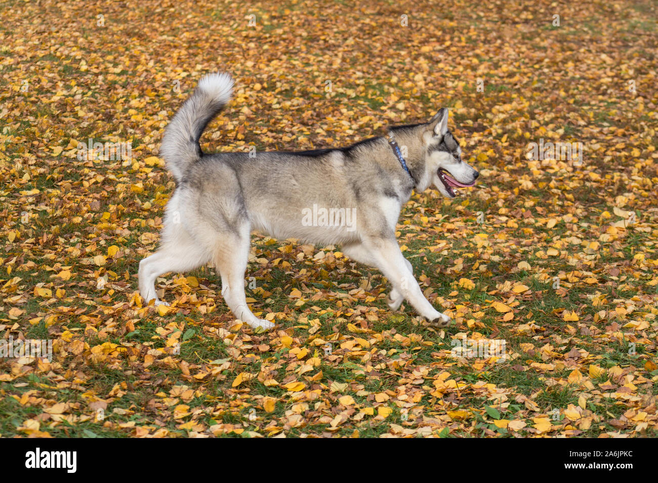 Cute siberian husky is running on yellow leaves in the autumn park. Pet ...