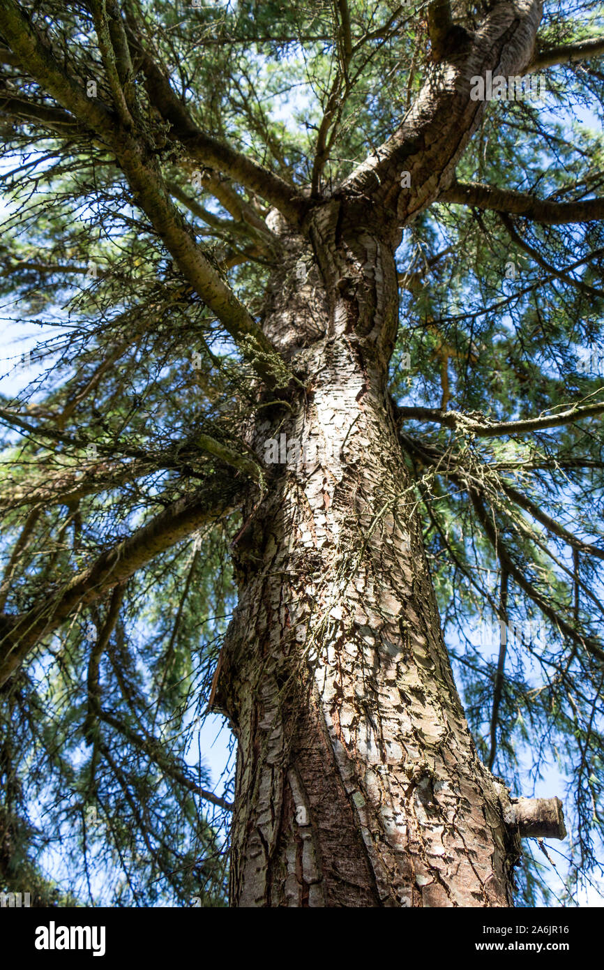 Trunk and branches of a pine view from below Stock Photo - Alamy
