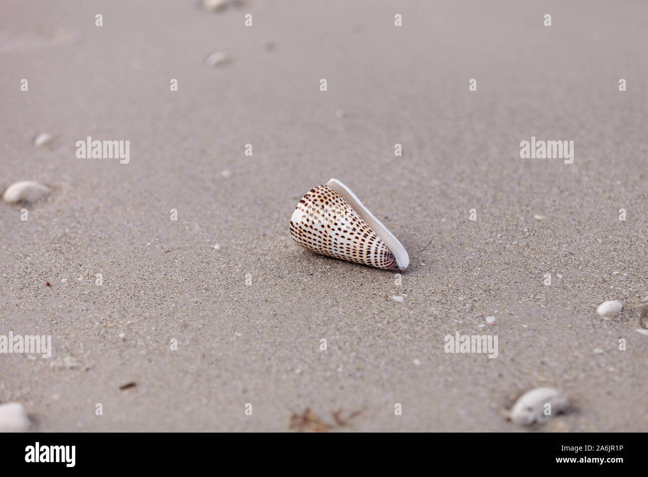 Lettered cone snail Conus litteratus on the sand on the beach Stock ...