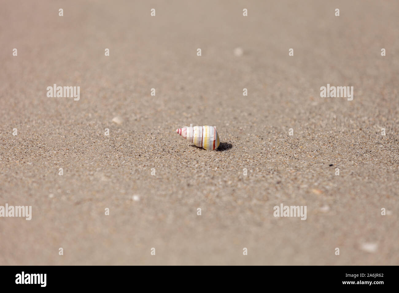 Haitian Tree Snail Rainbow Striped Shell Liguus virgineus on the sand ...