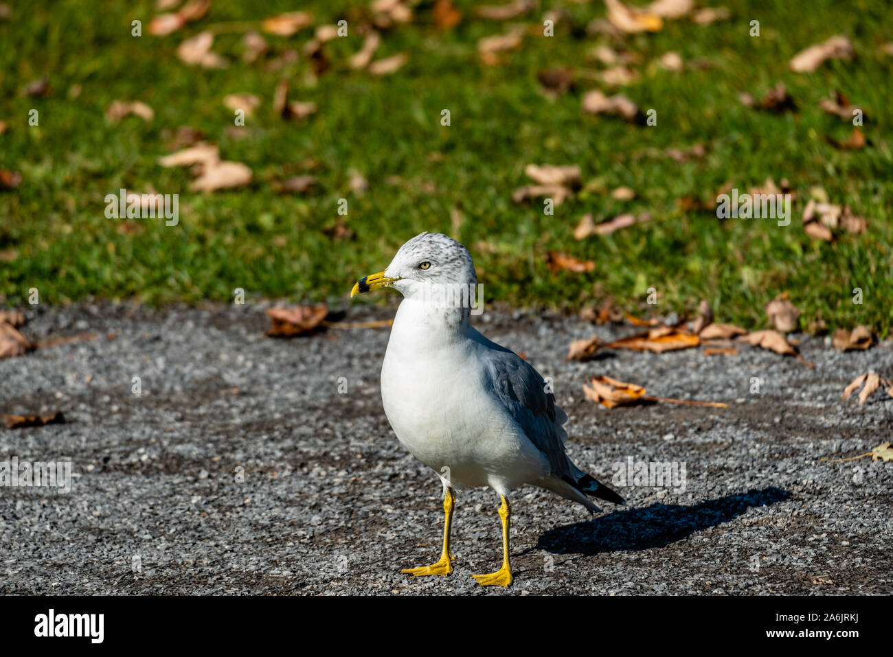 Birds eye grass hi-res stock photography and images - Alamy