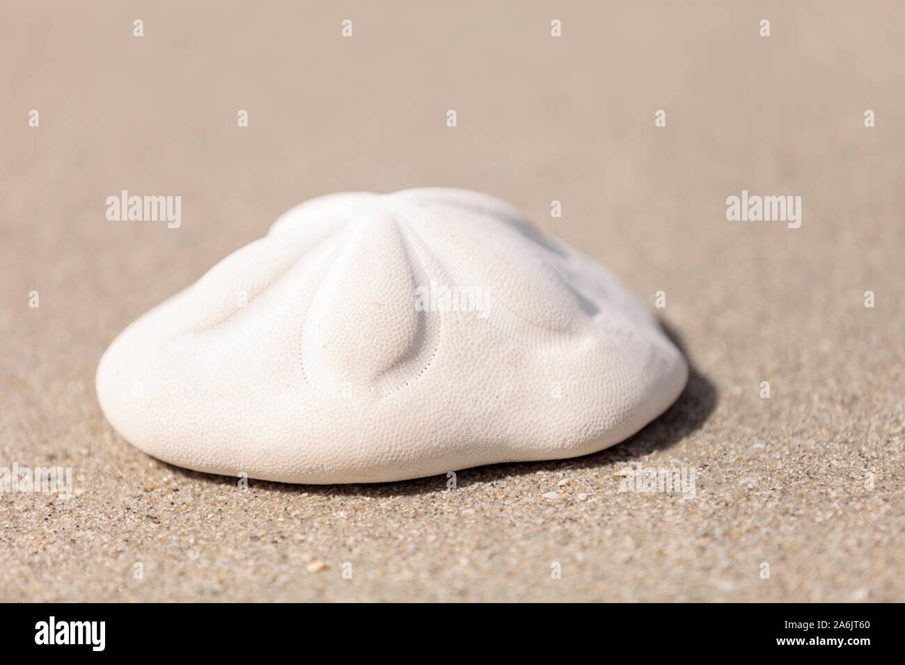 Sea biscuit shell on sand hi-res stock photography and images - Alamy