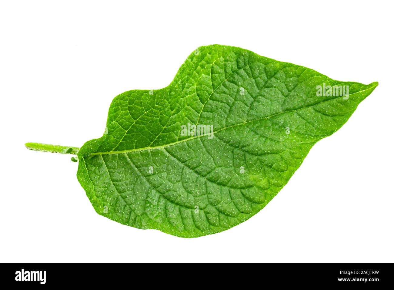 fresh green leaf of potato plant isolated on white background. file ...