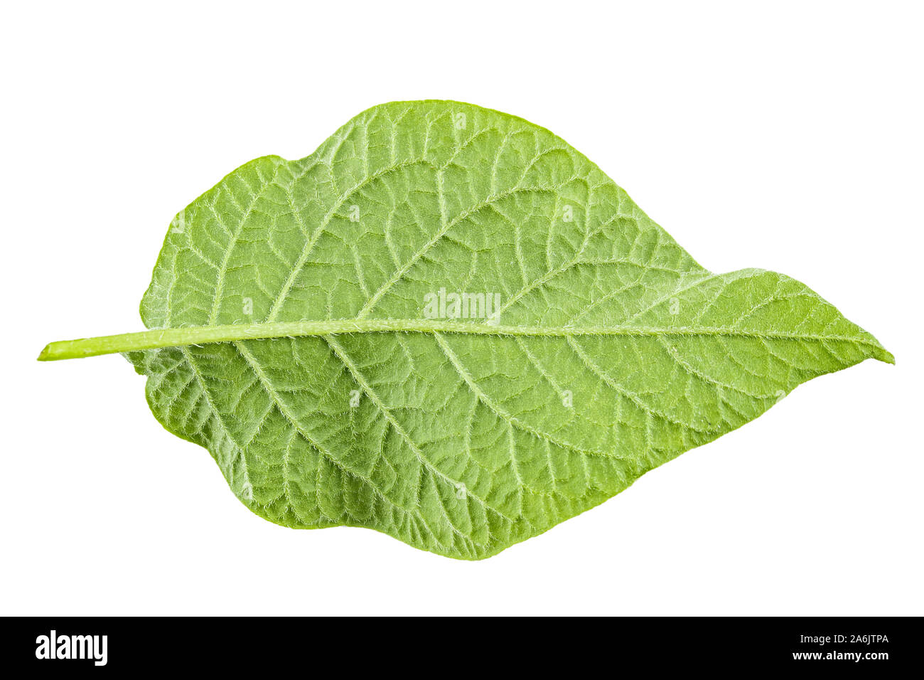 reverse side of potato leaf isolated on white background. clipping path ...