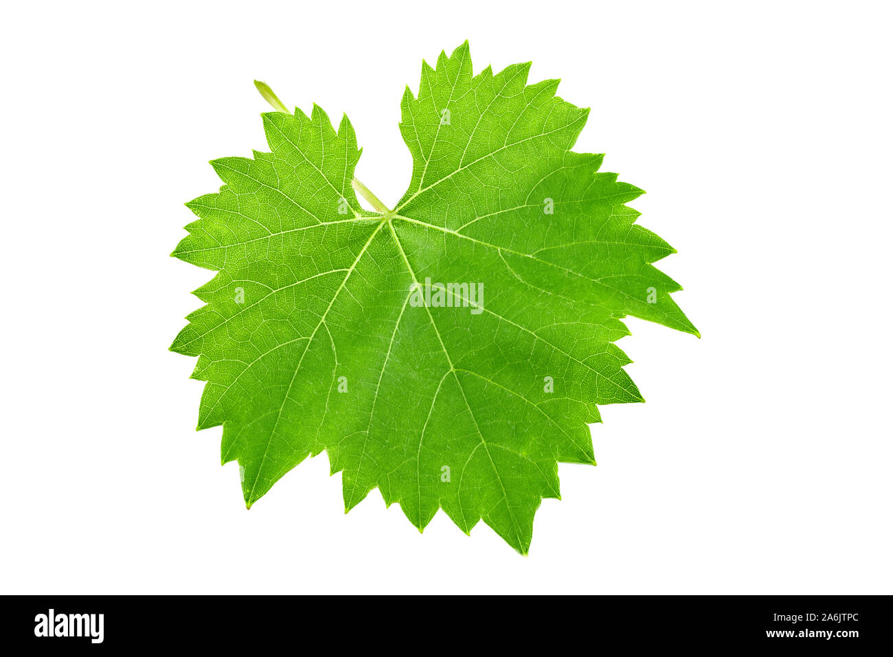 Fresh green leaf of grape isolated on white background. File contains ...