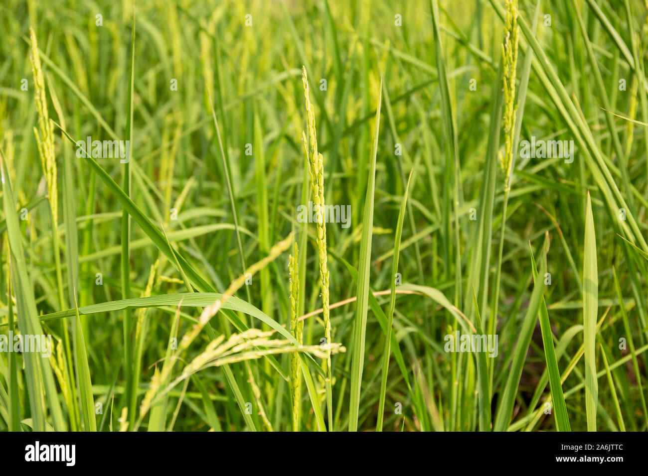 Young green rice paddy in the paddy field background pattern Stock ...
