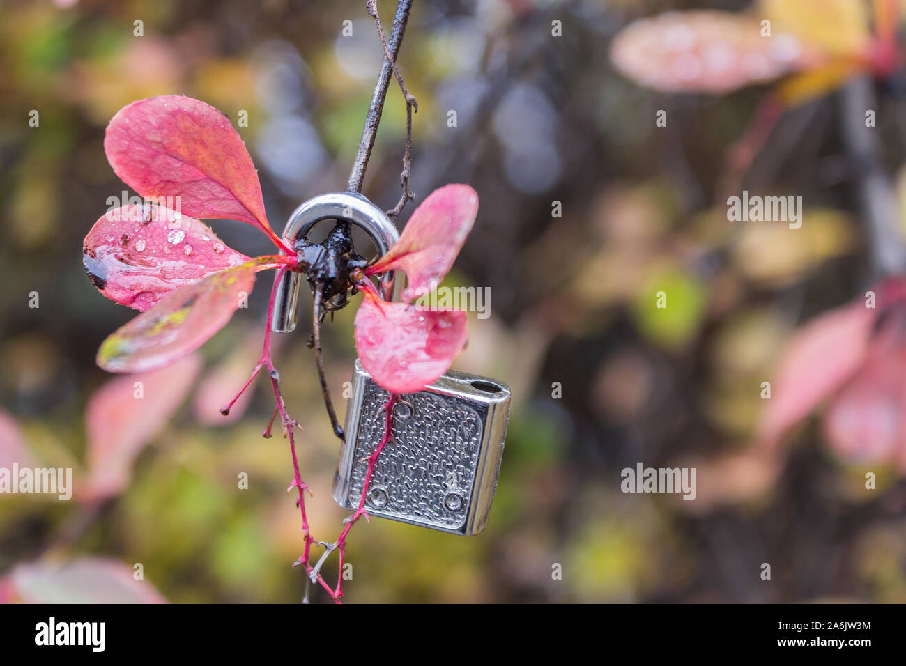 A padlock hanging on a tree branch with red leaves wet due to rain ...