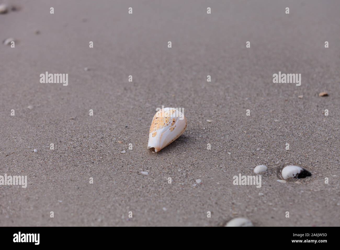 Turtle carved into a Lettered cone snail Conus litteratus on the sand ...