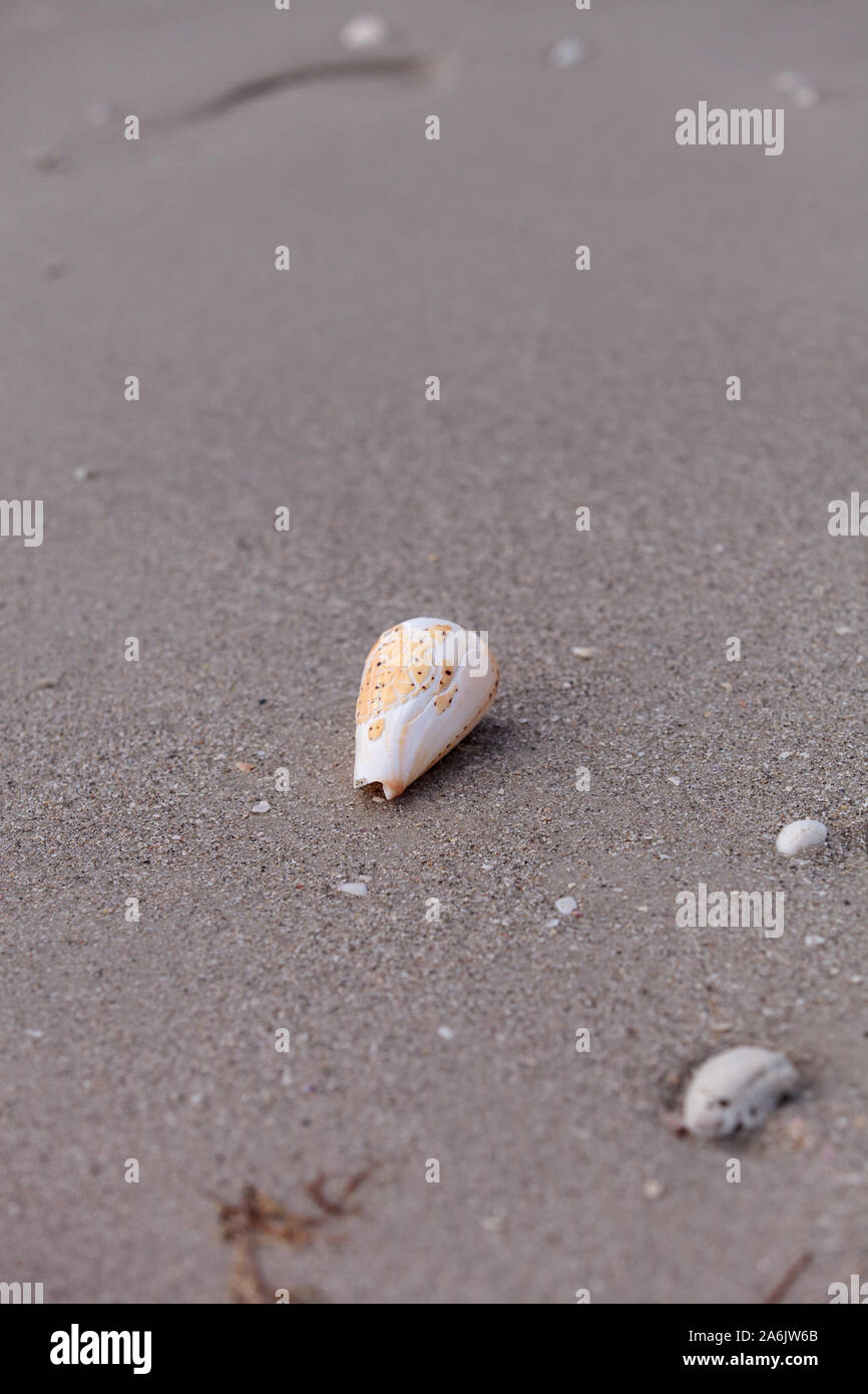 Turtle carved into a Lettered cone snail Conus litteratus on the sand ...