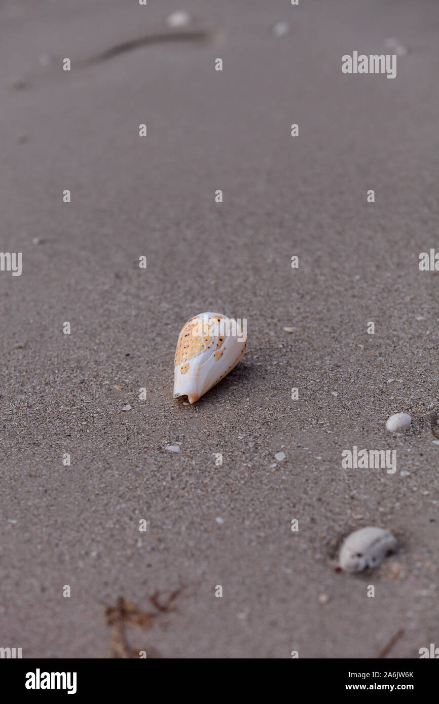 Turtle carved into a Lettered cone snail Conus litteratus on the sand ...