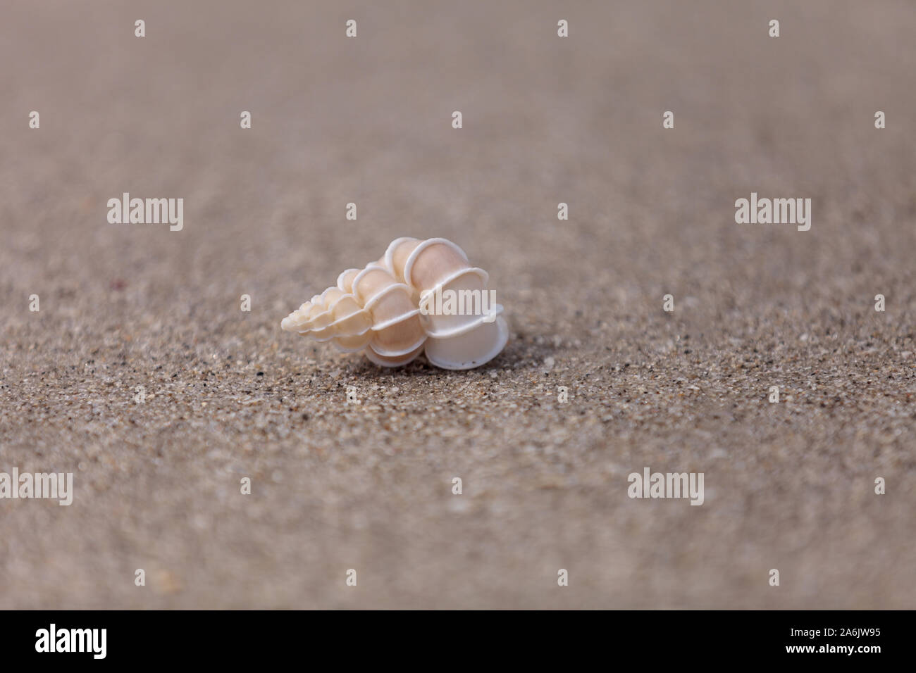 Precious Wentletrap Epitonium Scalare High Resolution Stock Photography ...