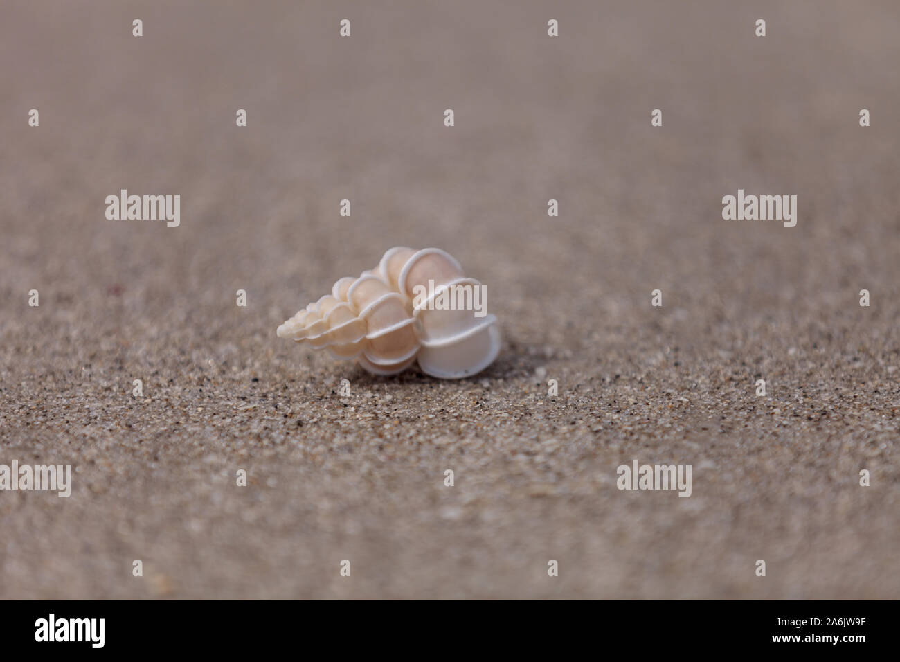 Precious Wentletrap Epitonium scalare shell on the sand on the beach ...