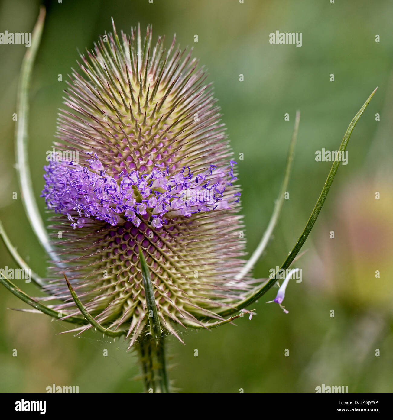 Wild Teasel, (Dipsacus fullonum), a flowering head, Norfolk, England ...