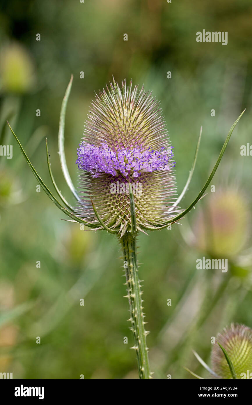Wild Teasel, (Dipsacus fullonum), a flowering head, Norfolk, England ...