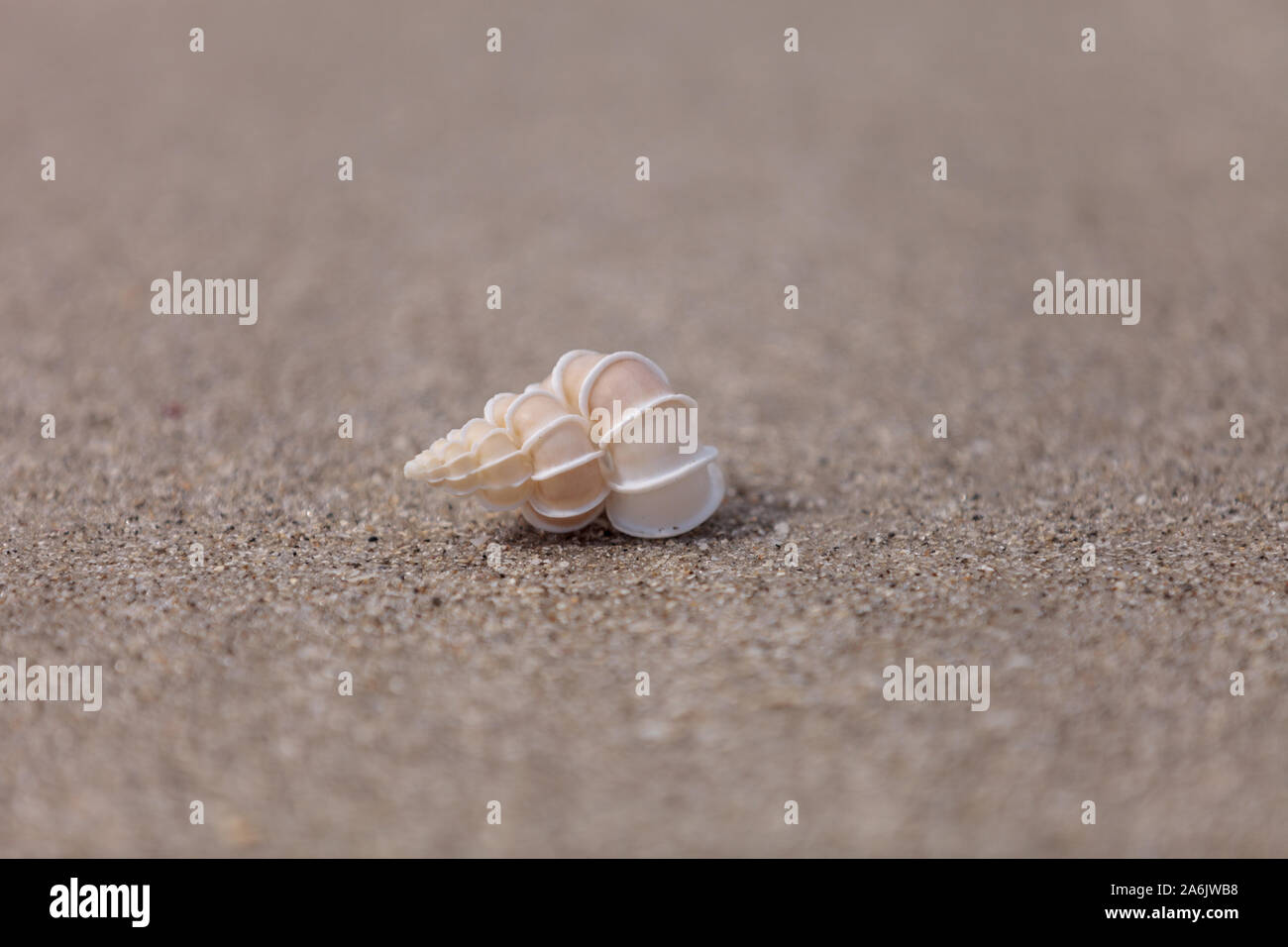 Precious wentletrap epitonium scalare hi-res stock photography and ...