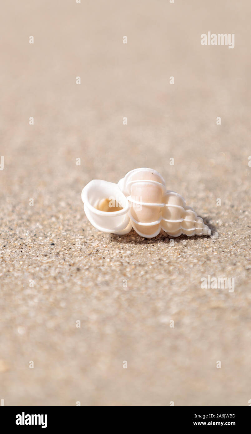 Precious Wentletrap Epitonium scalare shell on the sand on the beach ...