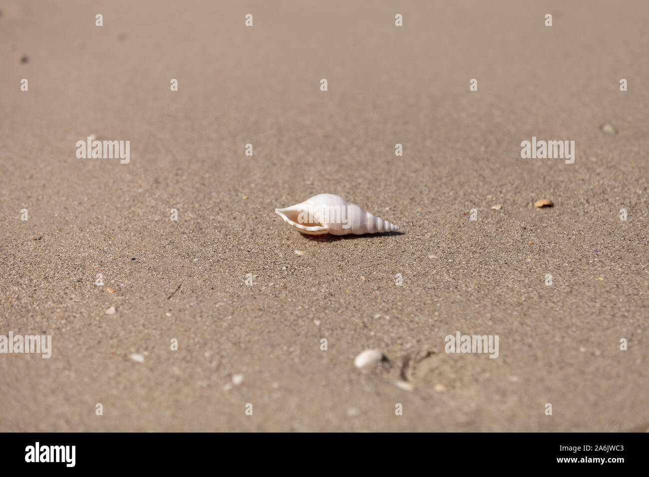 Shinbone tibia gastropod hi-res stock photography and images - Alamy