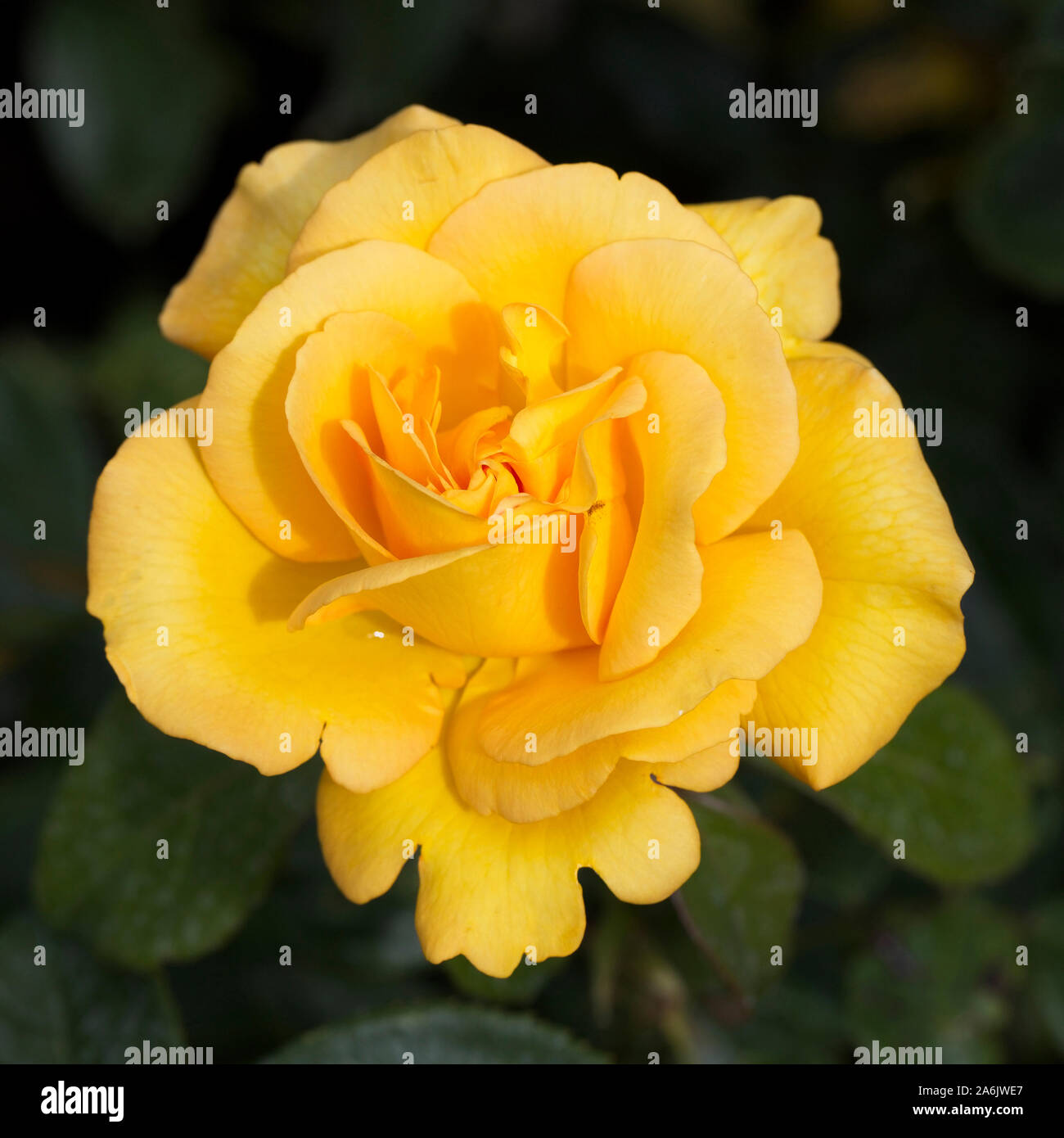 A single yellow rose, 'Keep Smiling' Stock Photo - Alamy