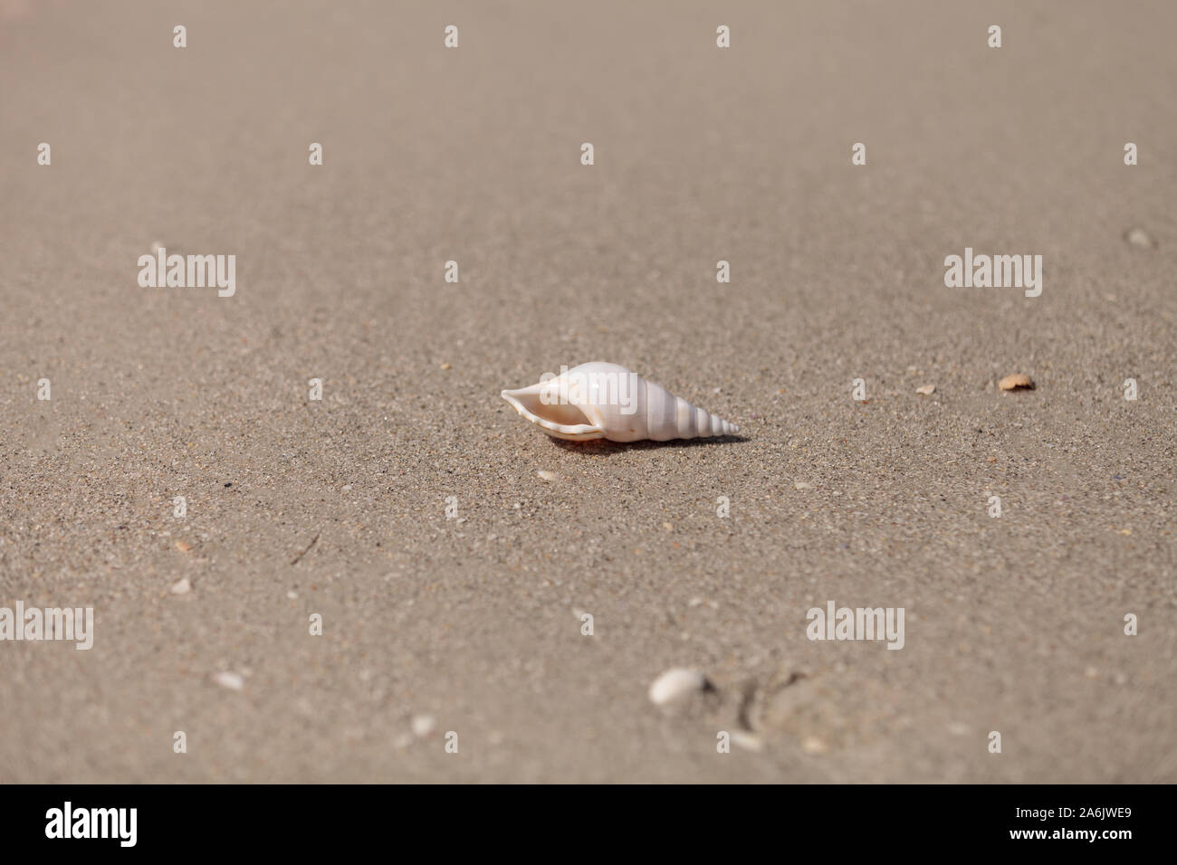 Shinbone tibia gastropod hi-res stock photography and images - Alamy
