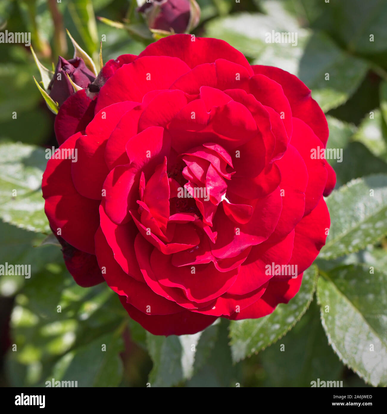 A single red rose, 'Red Abundance' Stock Photo - Alamy