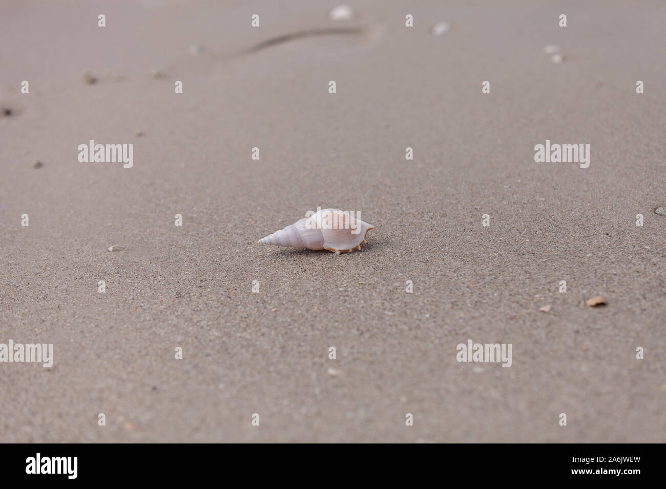 Tibia shinbone hi-res stock photography and images - Alamy