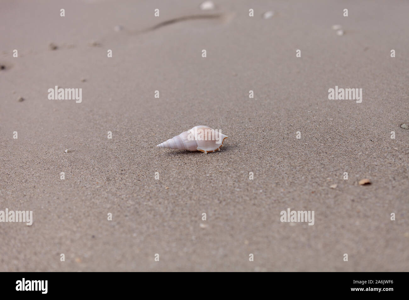 White Tibia shell Tibia fusus on the sand on the beach Stock Photo - Alamy