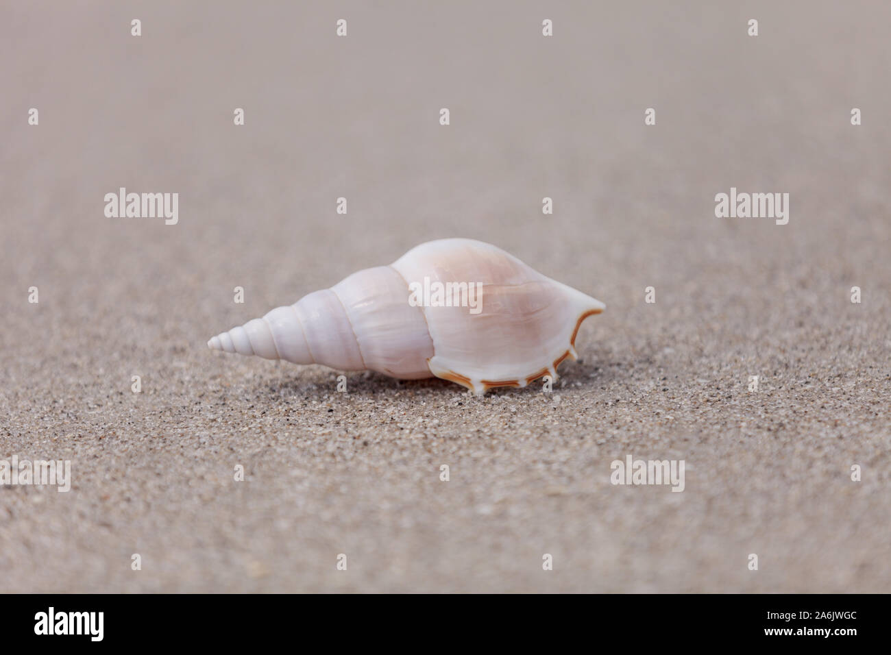 White Tibia shell Tibia fusus on the sand on the beach Stock Photo - Alamy