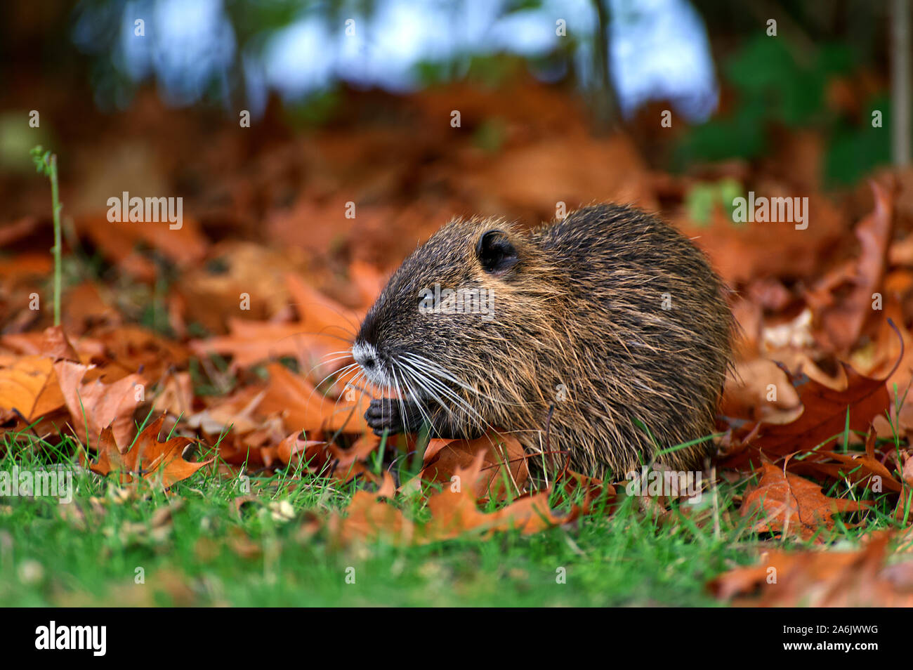Black nutria hi-res stock photography and images - Alamy
