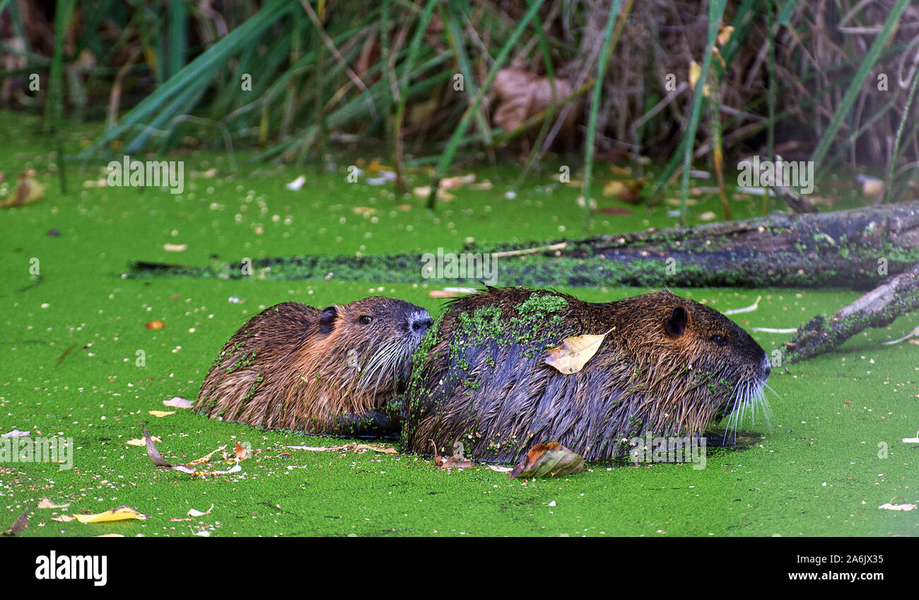 Two Coypu nutria in the river Stock Photo - Alamy