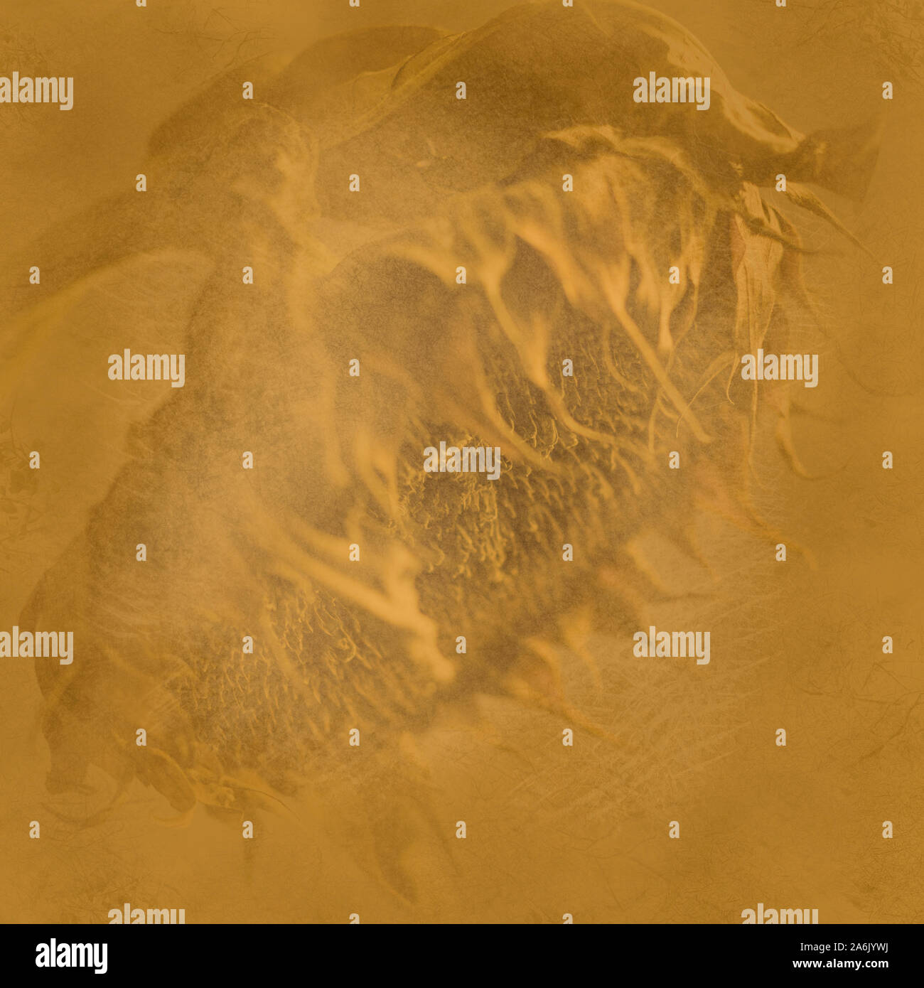 Plant impression hi-res stock photography and images - Alamy