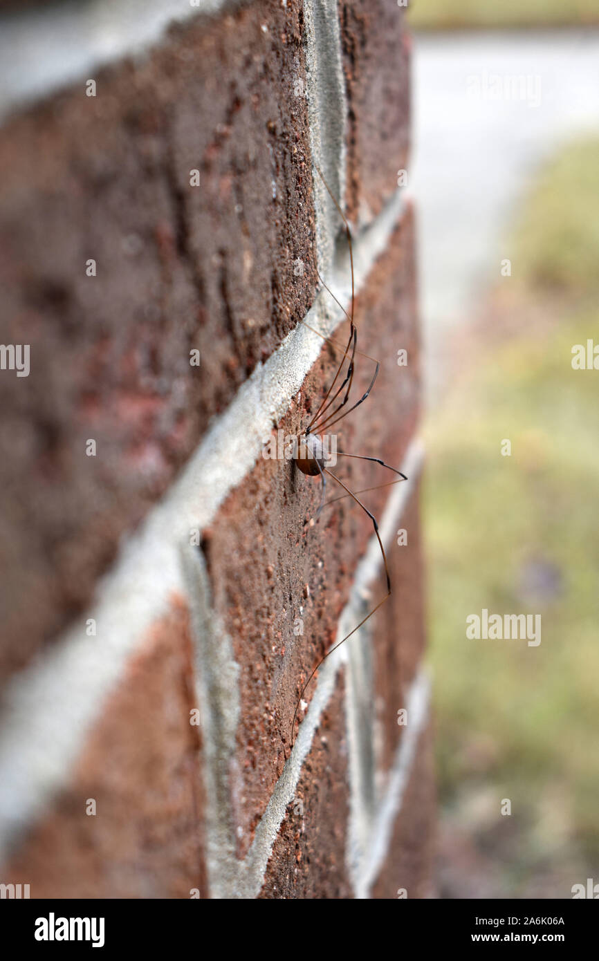 Long Legged Spider Stock Photo - Alamy