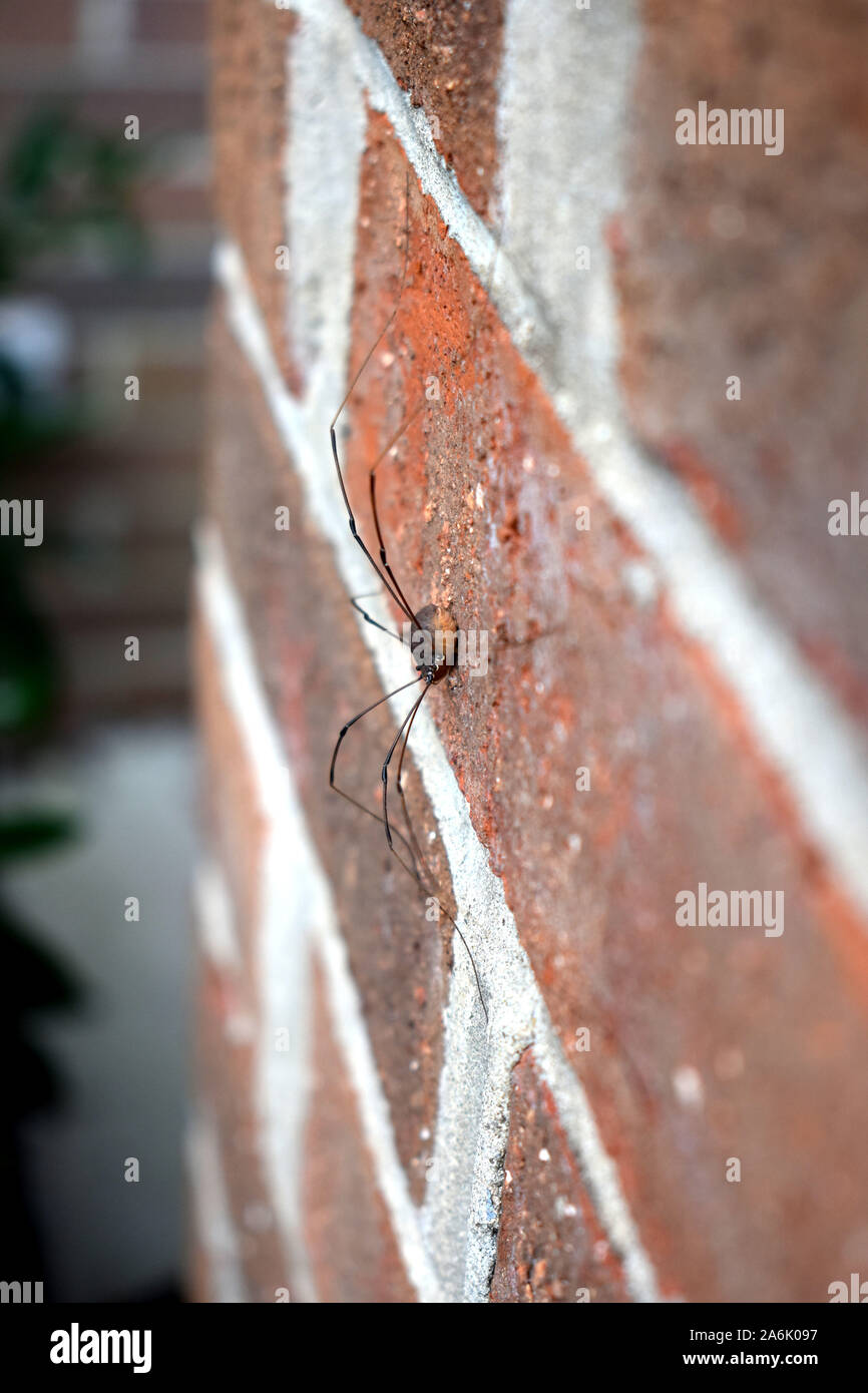 Long Legged Spider Stock Photo - Alamy