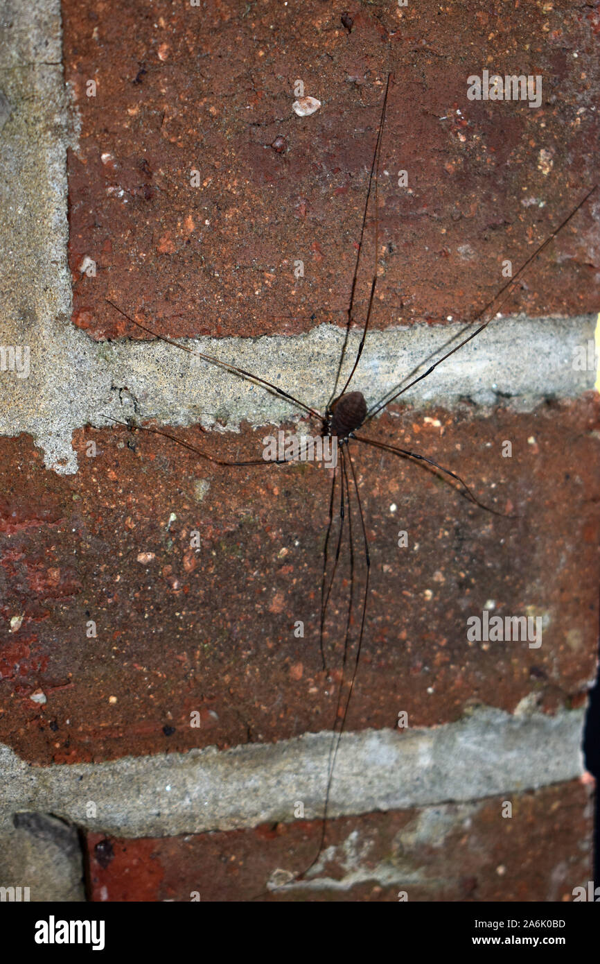 Long Legged Spider Stock Photo - Alamy