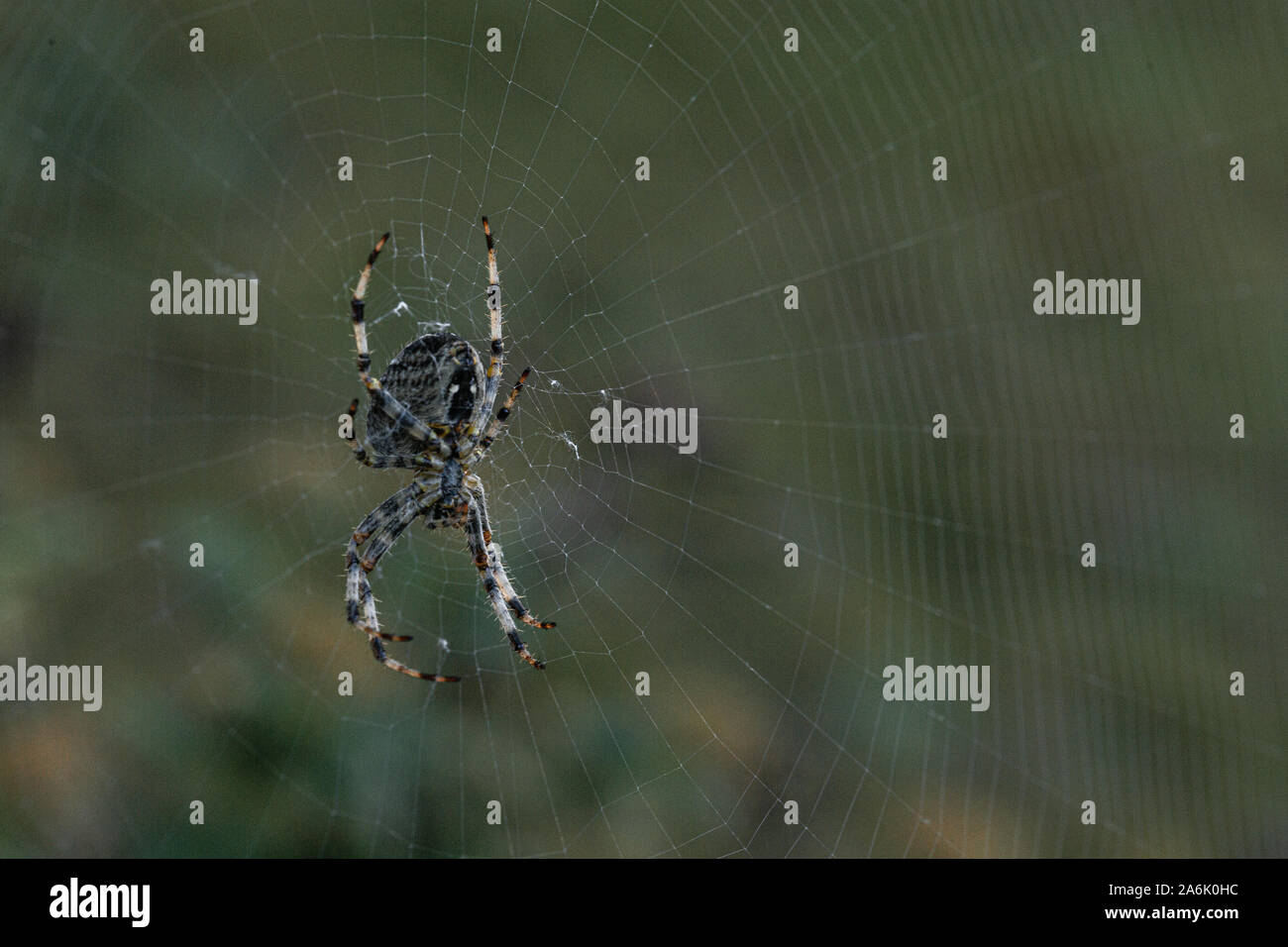 Long legged tree spider hi-res stock photography and images - Alamy