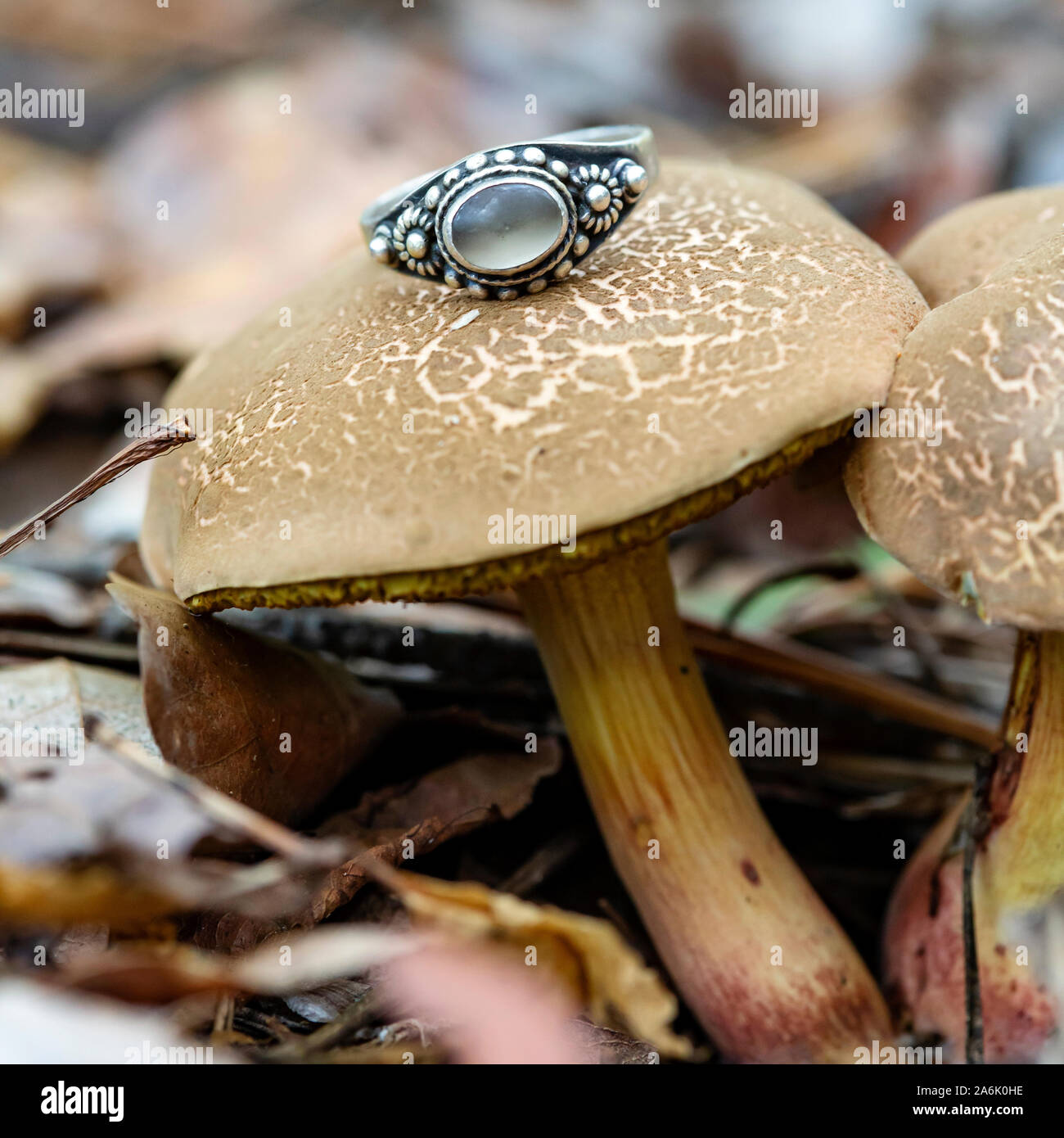 Silver mushroom hi-res stock photography and images - Alamy