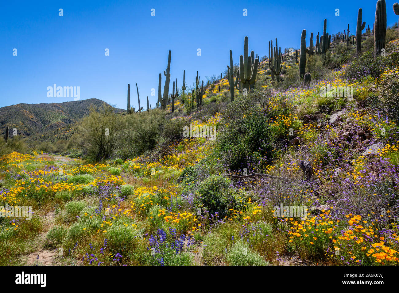 Arizona wildflowers hi-res stock photography and images - Alamy
